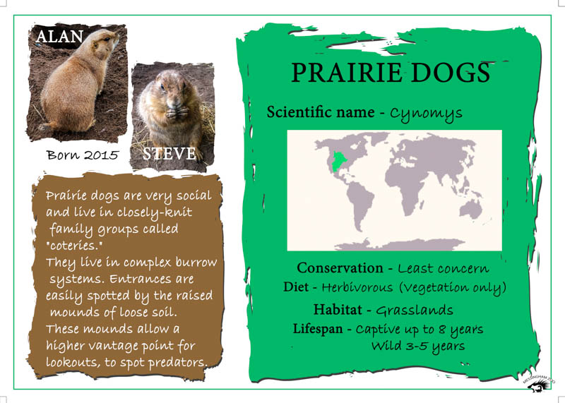 Prairie Dog – MESSINGHAM ZOO